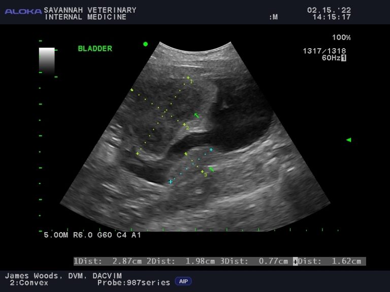 My Dog or Cat Needs An Ultrasound — What Does It Show? - Savannah ...
