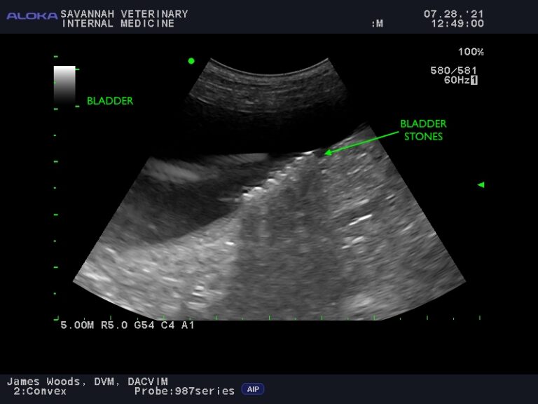 My Dog or Cat Needs An Ultrasound — What Does It Show? - Savannah ...