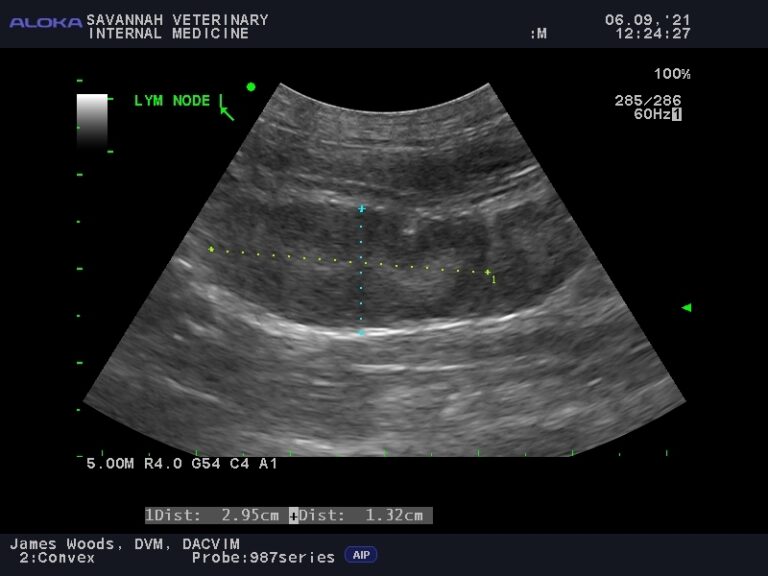 My Dog or Cat Needs An Ultrasound — What Does It Show? - Savannah ...