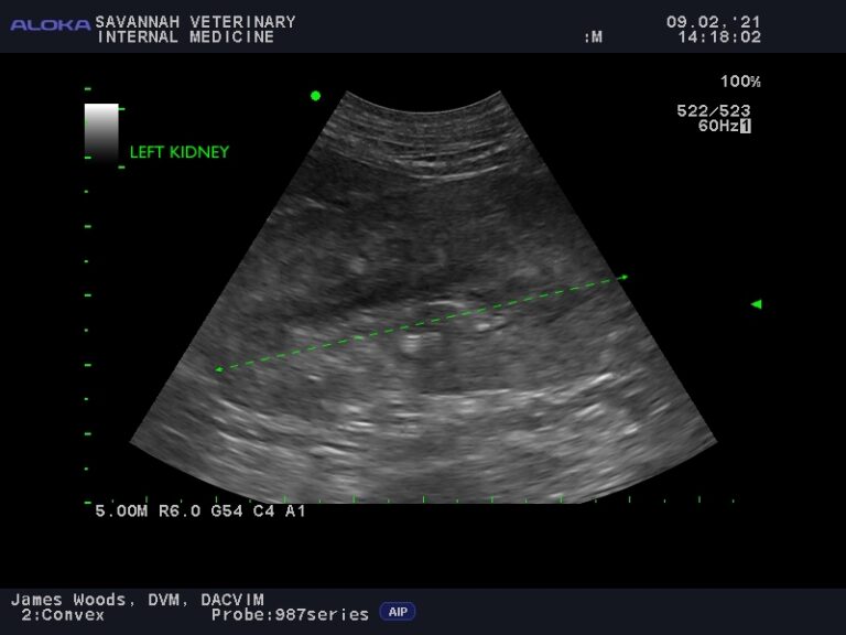 My Dog or Cat Needs An Ultrasound — What Does It Show? - Savannah ...