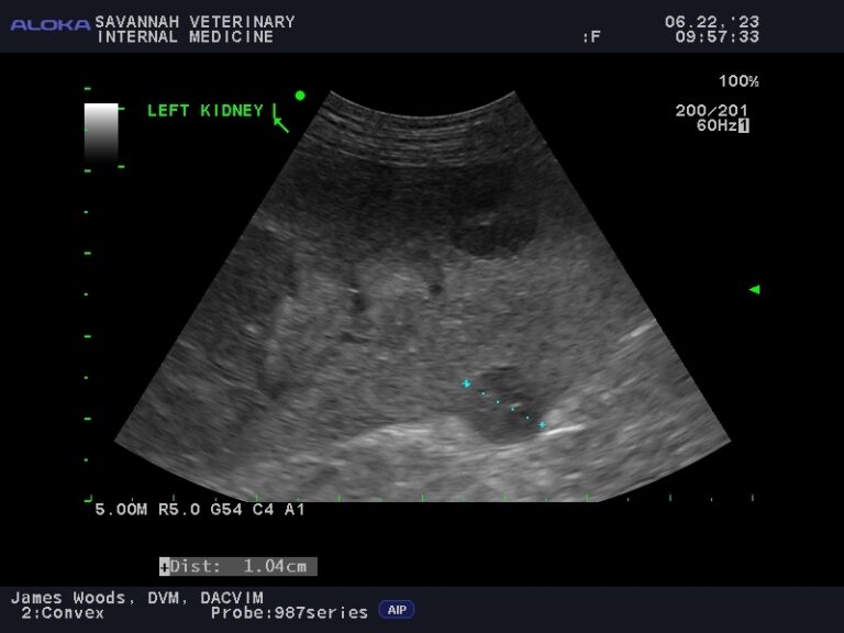 My Dog or Cat Needs An Ultrasound — What Does It Show? - Savannah ...