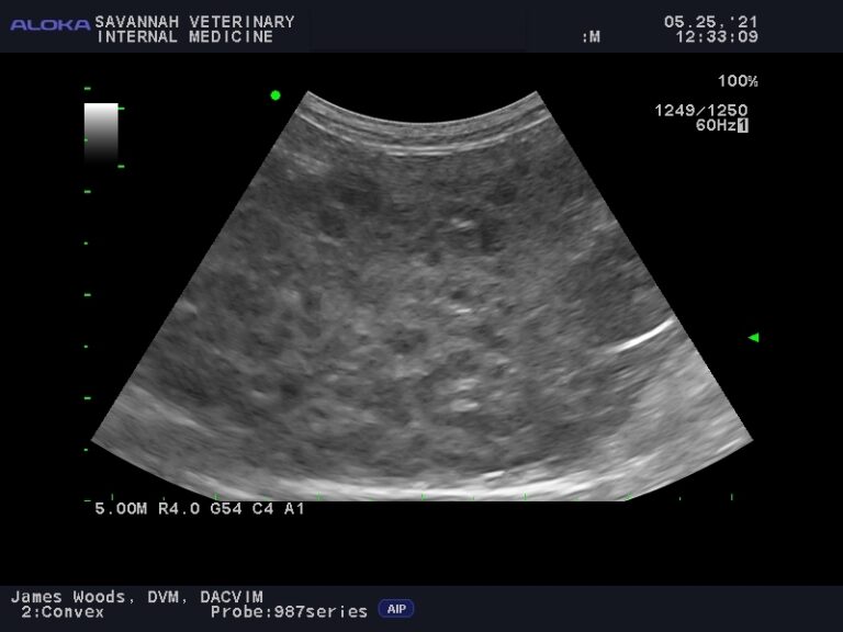 My Dog or Cat Needs An Ultrasound — What Does It Show? - Savannah ...