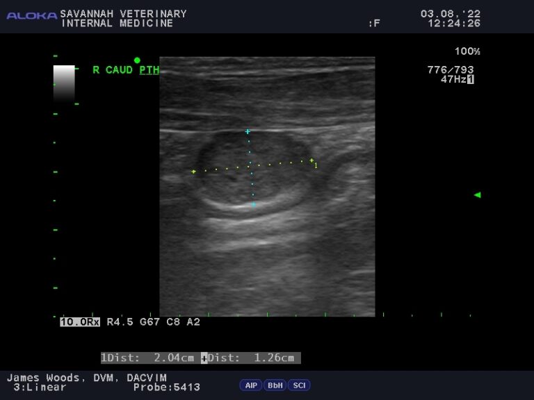 My Dog or Cat Needs An Ultrasound — What Does It Show? - Savannah ...