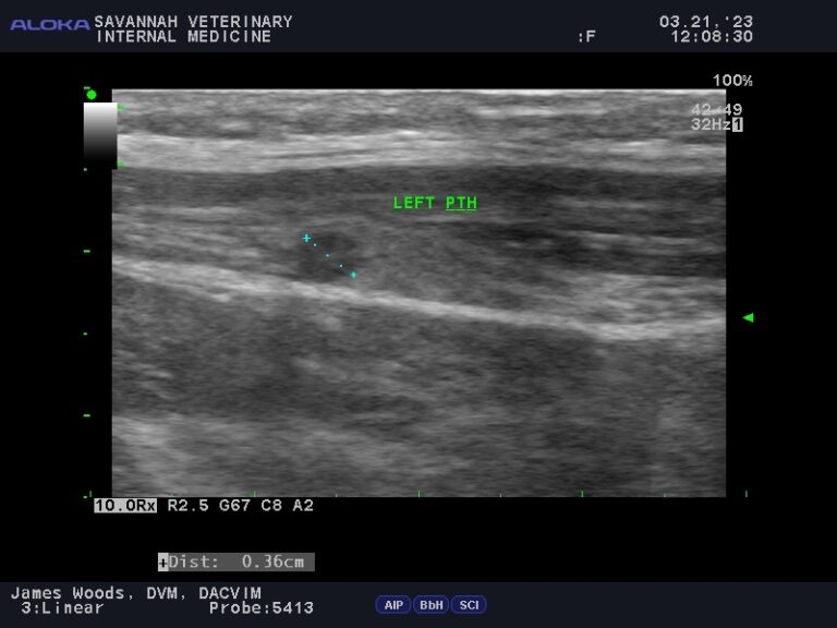 My Dog or Cat Needs An Ultrasound — What Does It Show? - Savannah ...