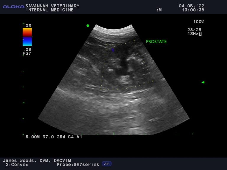 My Dog or Cat Needs An Ultrasound — What Does It Show? - Savannah ...