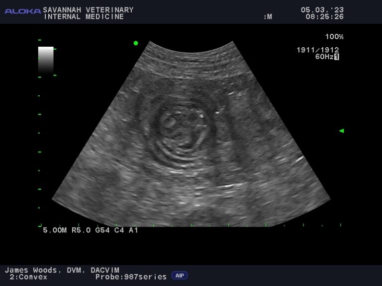 My Dog or Cat Needs An Ultrasound — What Does It Show? - Savannah ...