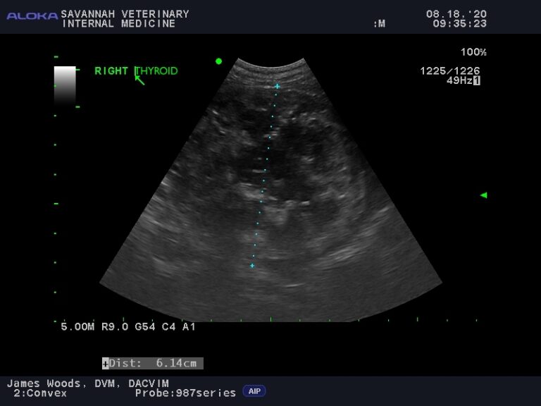 My Dog or Cat Needs An Ultrasound — What Does It Show? - Savannah ...