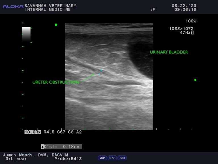 My Dog or Cat Needs An Ultrasound — What Does It Show? - Savannah ...