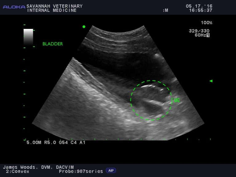 My Dog or Cat Needs An Ultrasound — What Does It Show? - Savannah ...