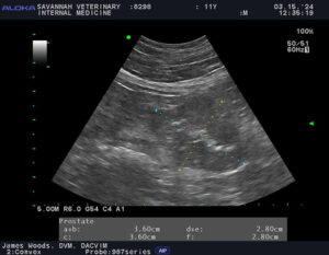 Understanding Prostate Cancer in Dogs: A Guide for Pet Owners ...